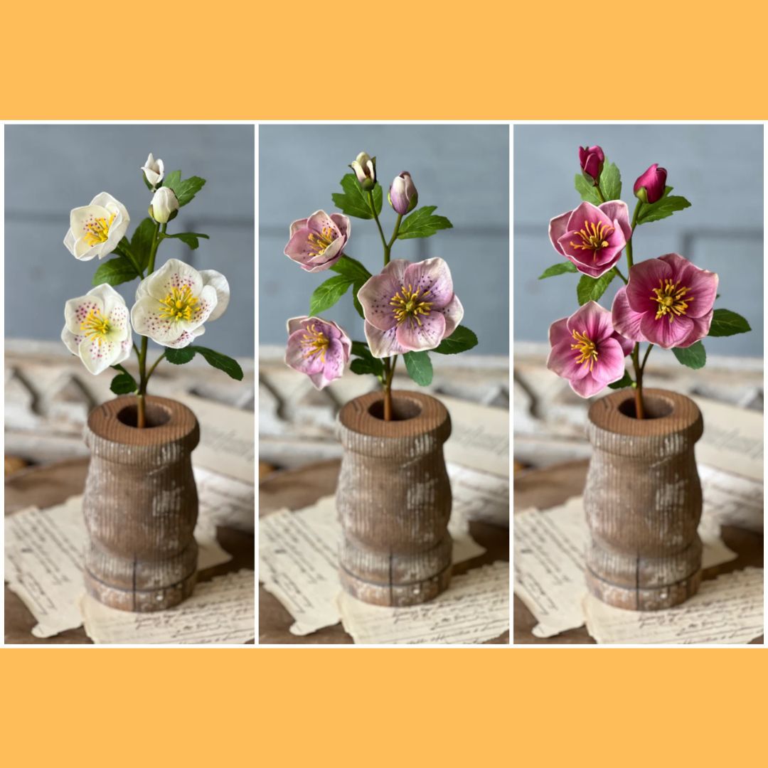 Lenten Rose Hellebore Bouquet - CHOICE of Three Colors
